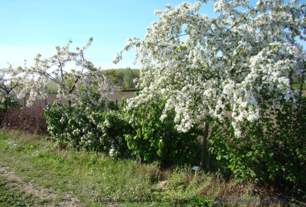 Taille d’été & Conduite agroécologique du verger – Agro-écologie : le ...